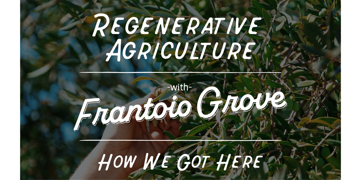 Video: Frantoio Grove: Field Report Feb 2023 | KATZ Farm