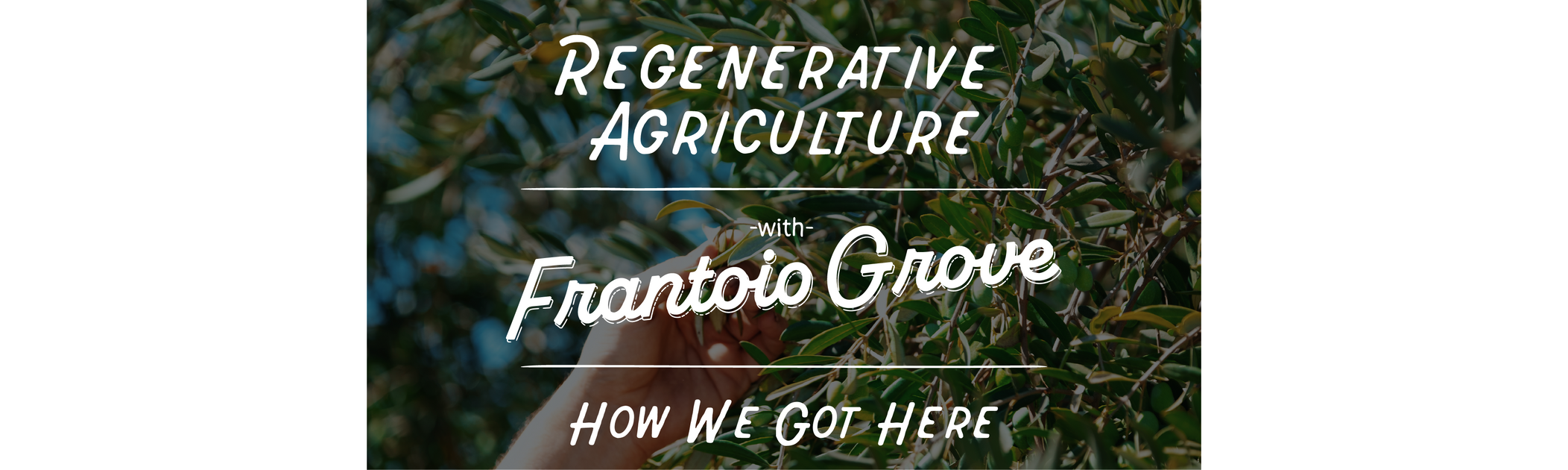 Video: Frantoio Grove: Field Report Feb 2023 | KATZ Farm