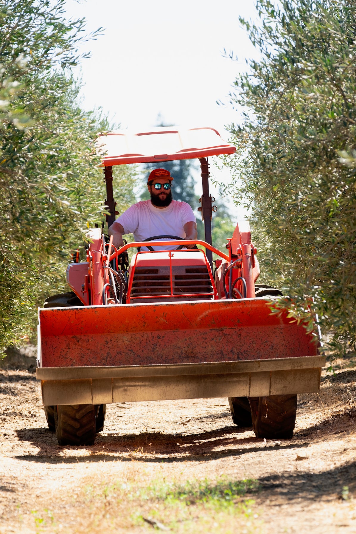 Frantoio Grove | KATZ Farm